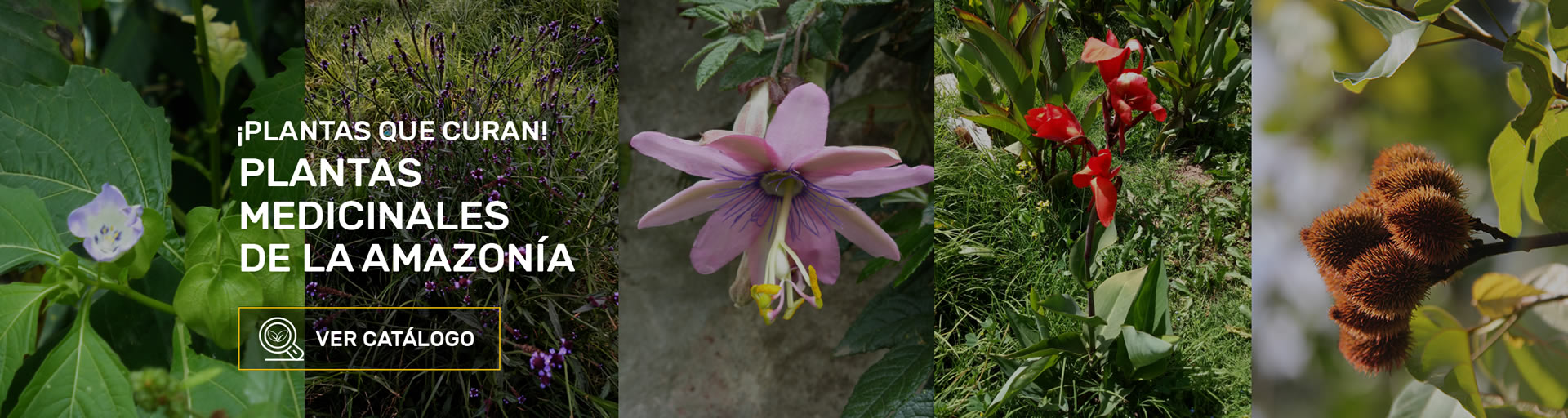 Instituto de Investigaciones de la Amazonía Peruana